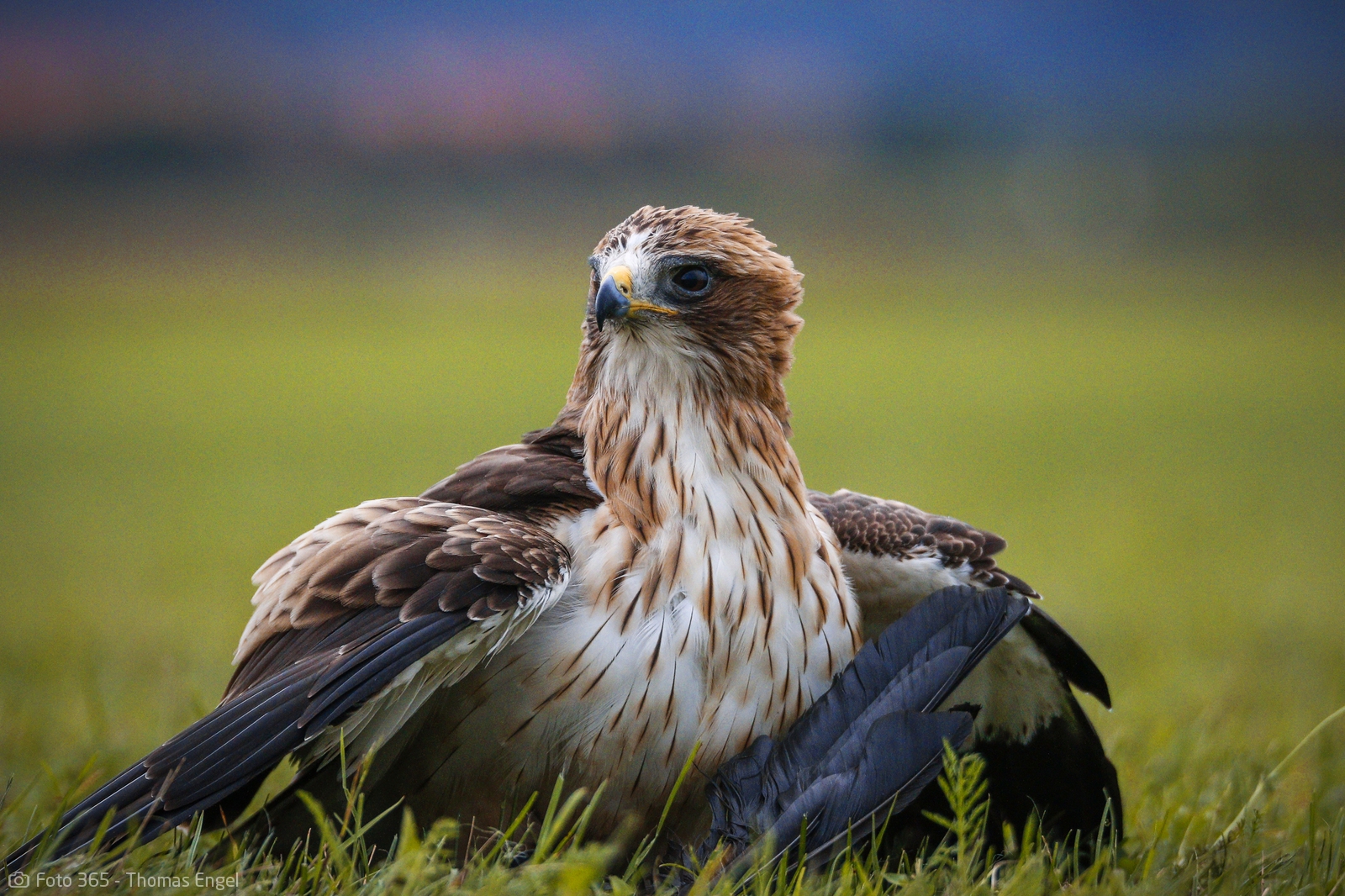 Fotograf Thomas Engel Vorarlberg Hohenems - Foto365